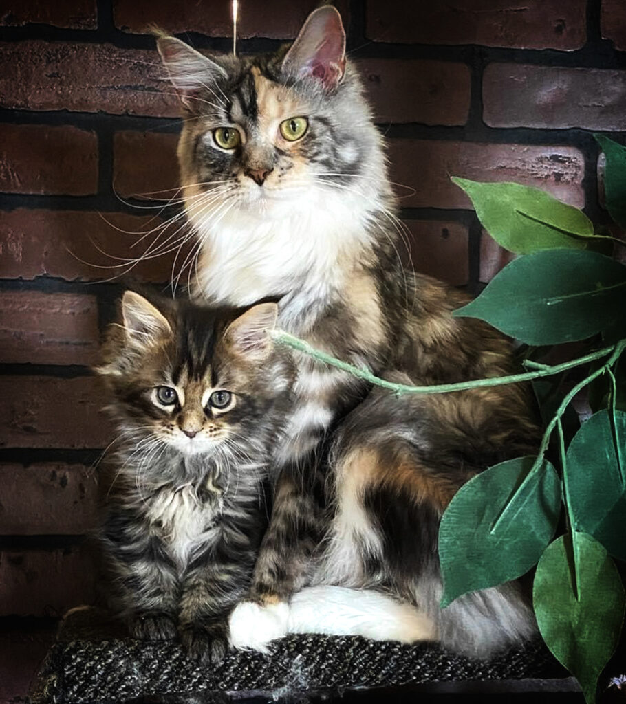 European Maine Coon Breeder Bella Maine Coons - Ethical Breeder