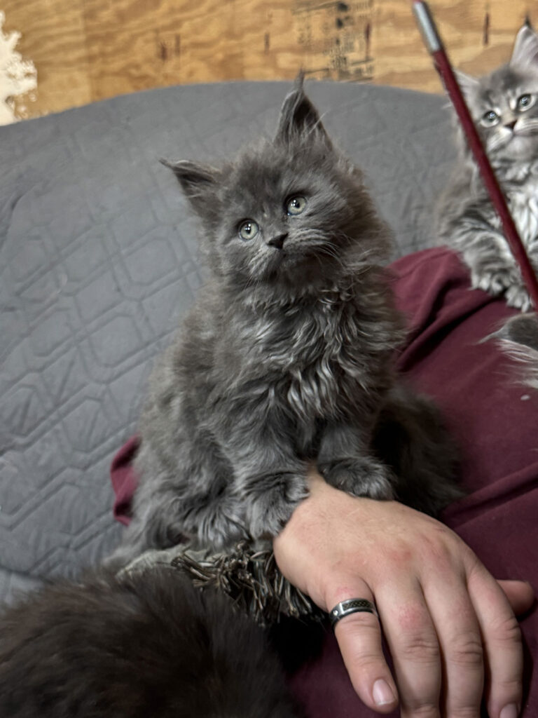 European Maine Coon Breeder Bella Maine Coons - Ethical Breeder